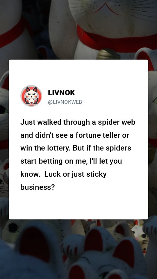 Discover if Spider Web Encounters Bring Good Luck